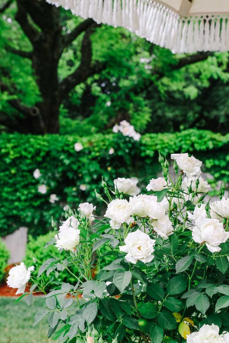 How to Grow The Best Roses Ever! - Modern Glam