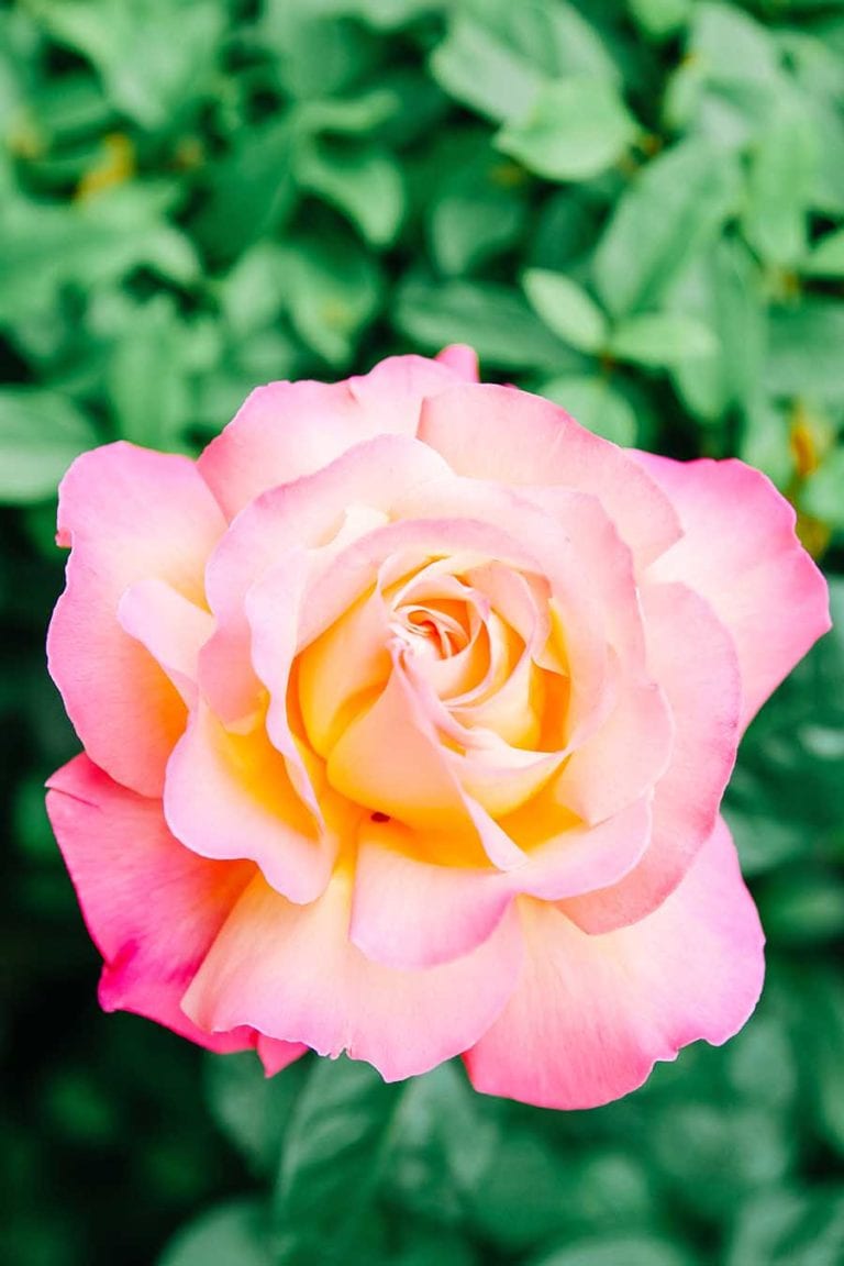 How to Grow The Best Roses Ever! - Modern Glam