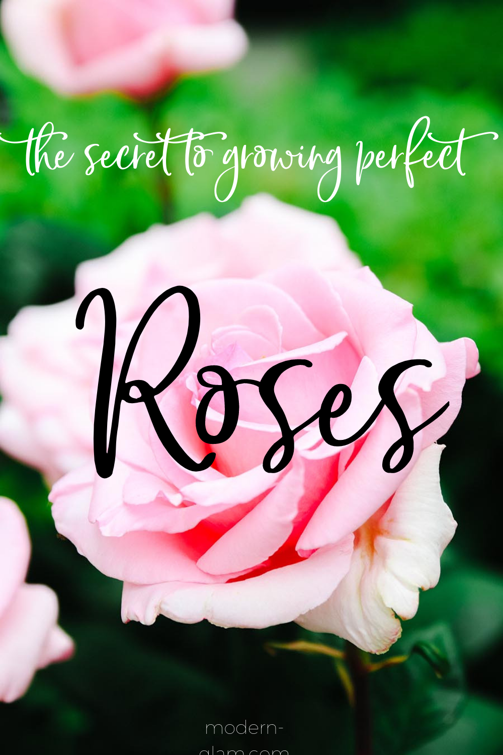 How to Grow The Best Roses Ever! - Modern Glam