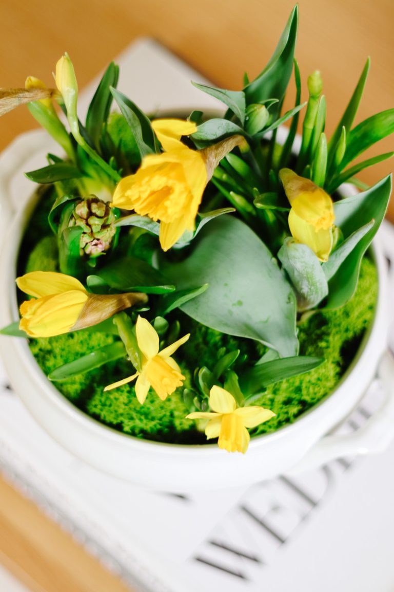 Flowering Bulb Centerpiece in Vintage Ironstone - Modern Glam
